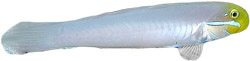 Blueband Goby — Kiezl